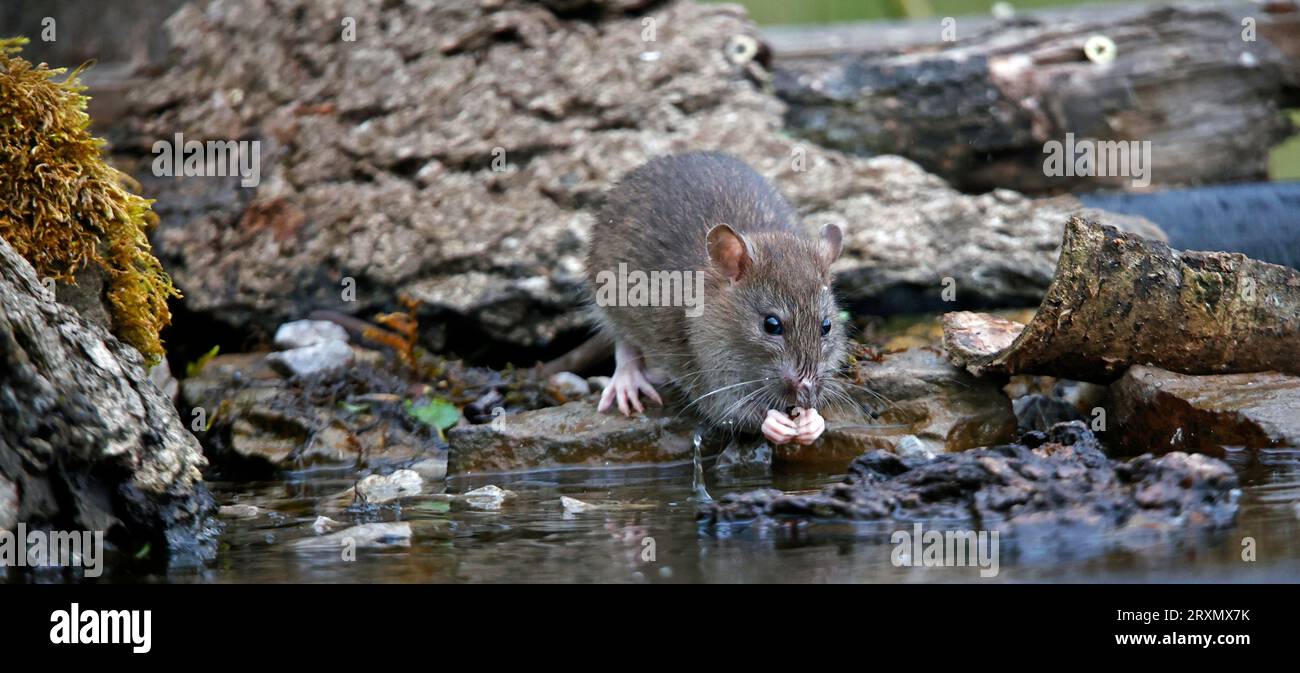 Brown rats down on the farm Stock Photo - Alamy