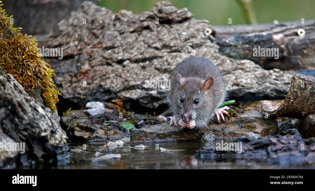 Brown rats down on the farm Stock Photo - Alamy
