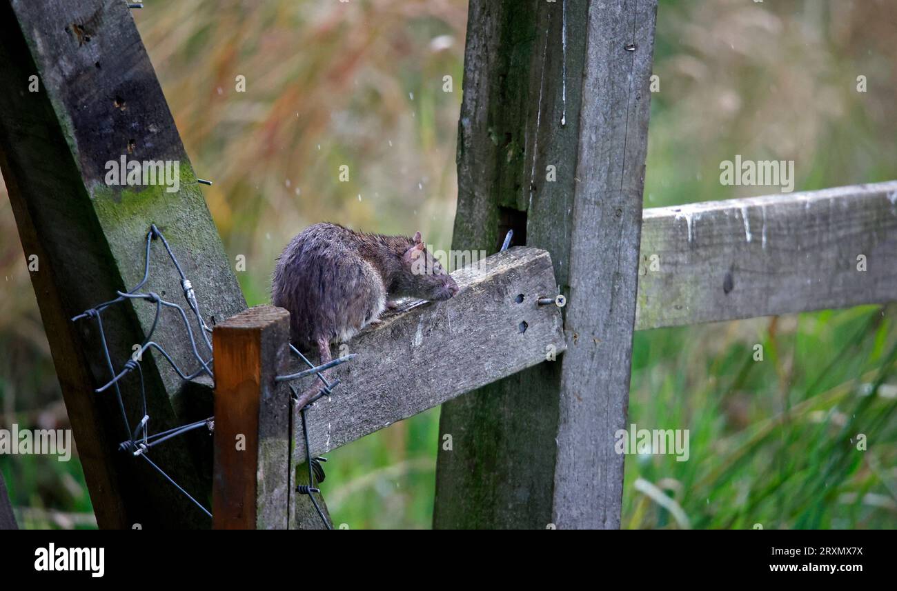 Brown rat uk farm hi-res stock photography and images - Alamy
