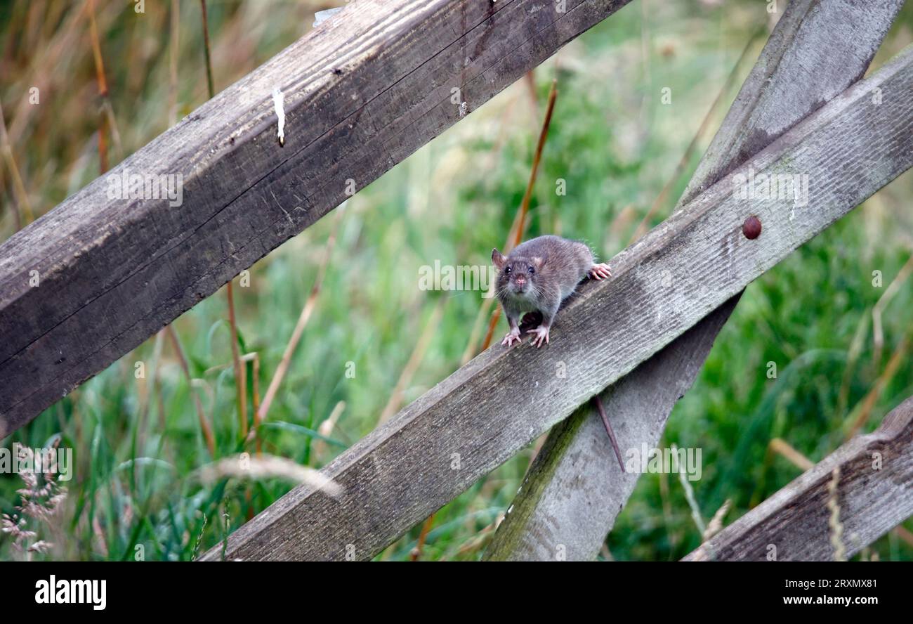 Brown rats down on the farm Stock Photo - Alamy
