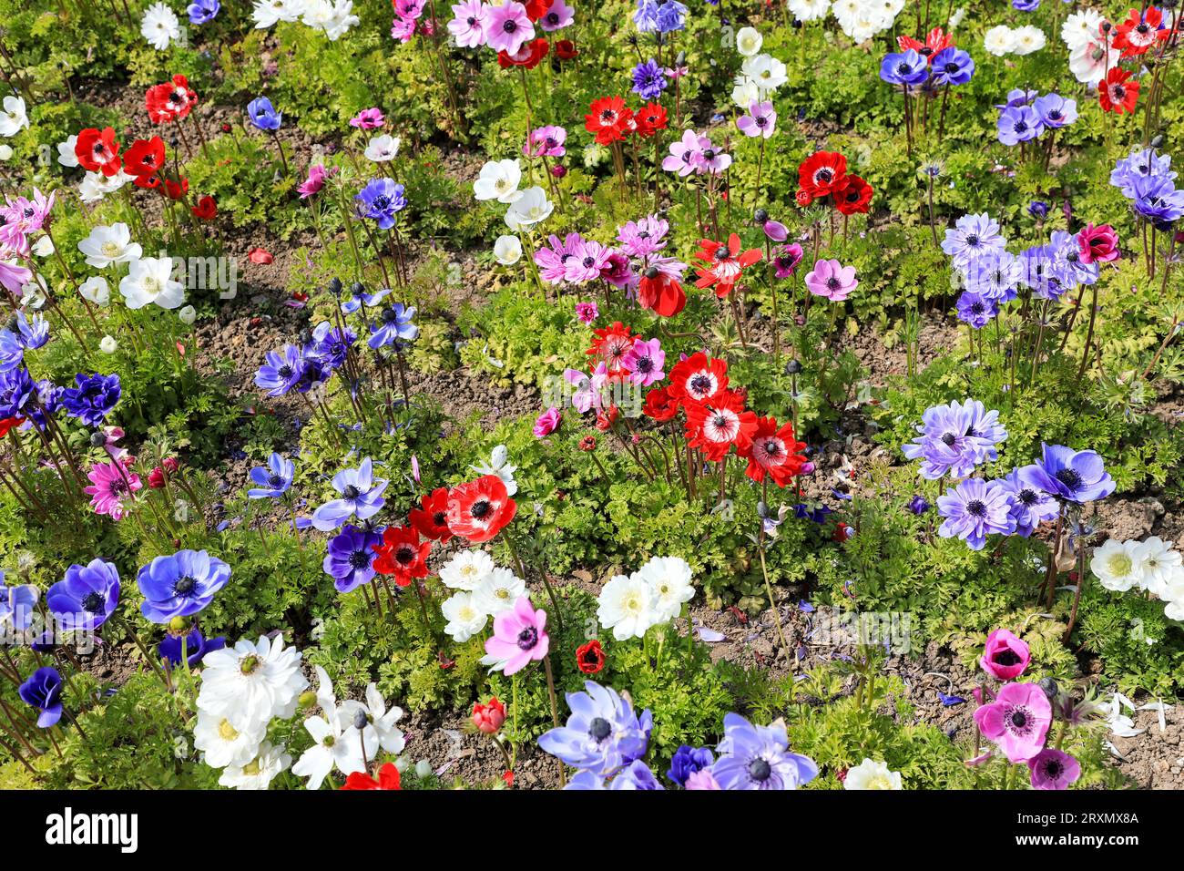 Anemone coronaria 'De Caen' colourful flowers at the Lost Gardens of ...