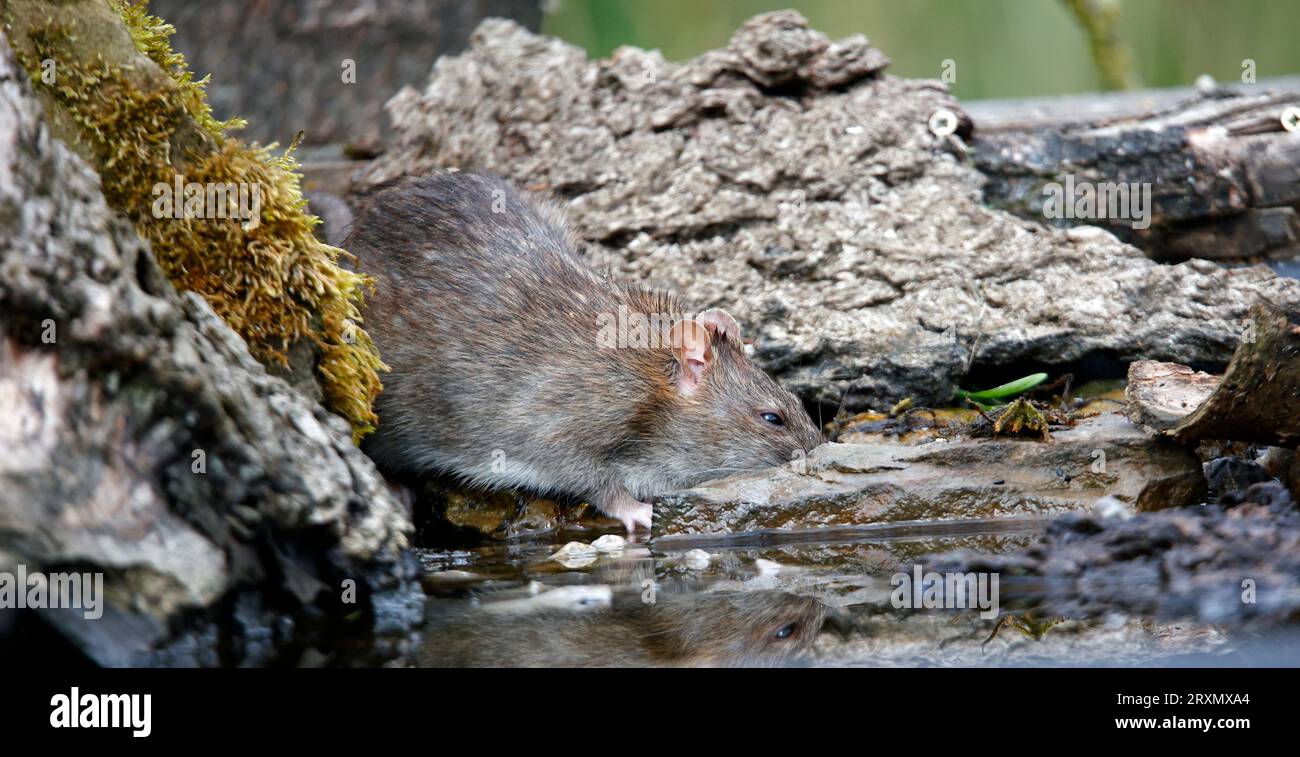 Brown rat uk farm hi-res stock photography and images - Alamy