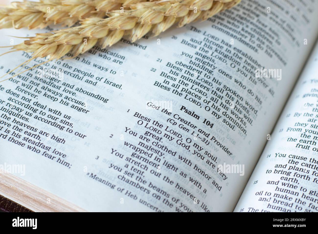God the Creator and Provider verses in open holy bible book, Psalm 104 and wheat. Close-up ...