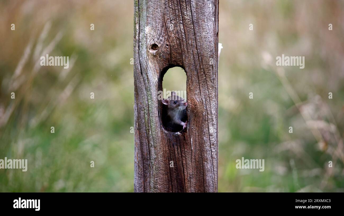 Brown rat pictures hi-res stock photography and images - Alamy