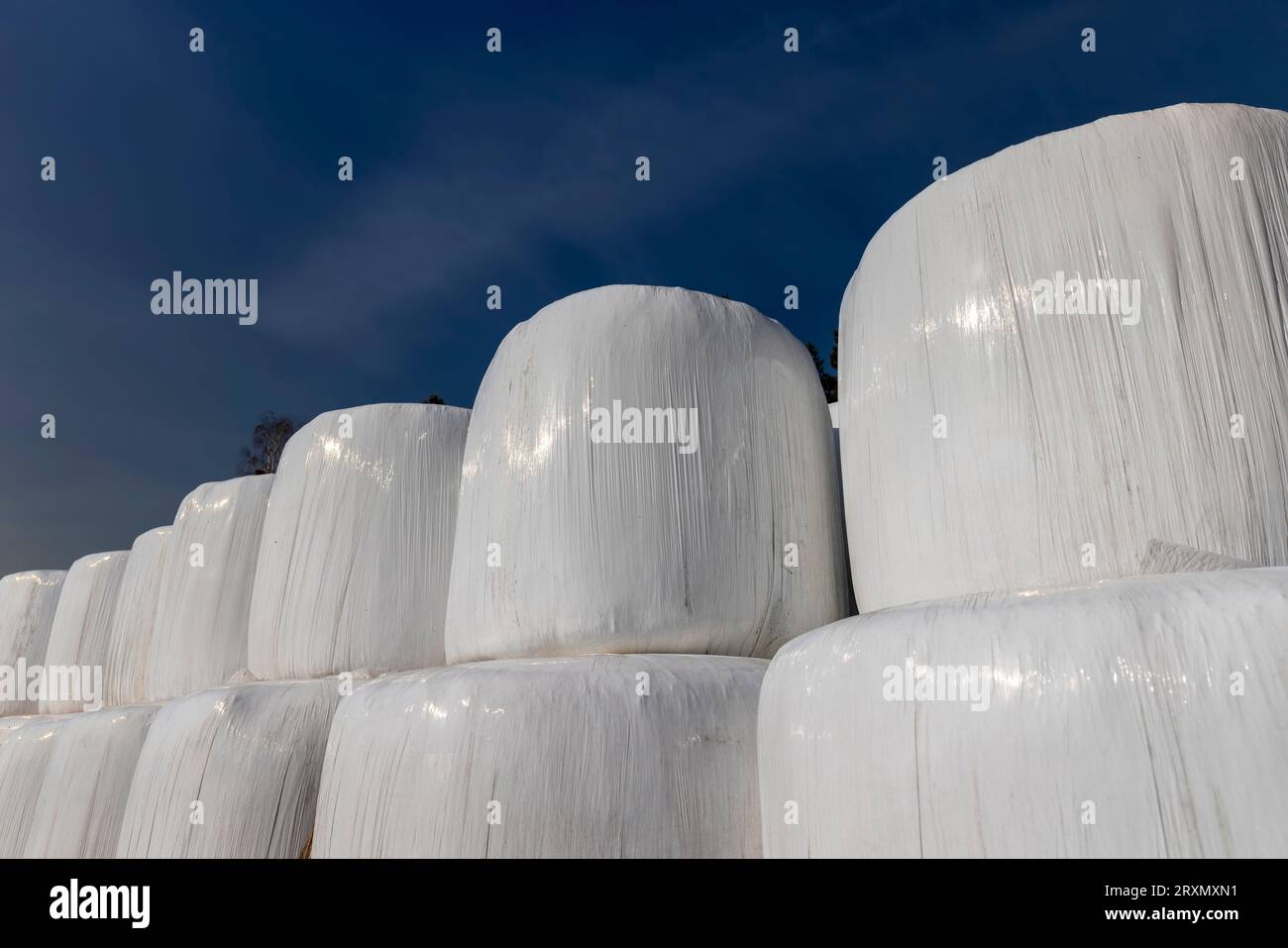 plastic packaging on mown hay for long-term storage, grass silage ...