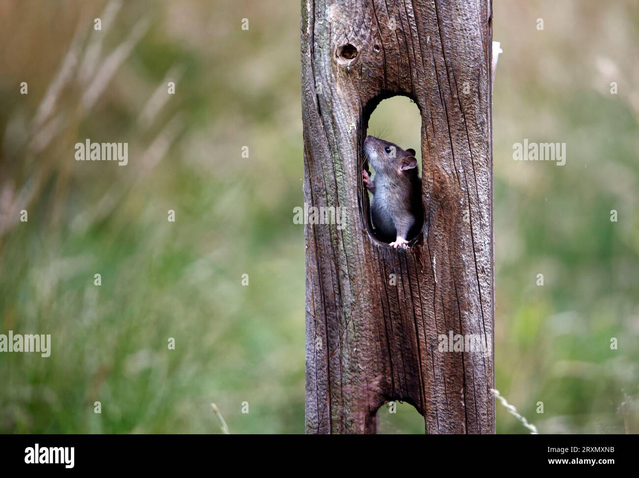 Brown rats down on the farm Stock Photo - Alamy