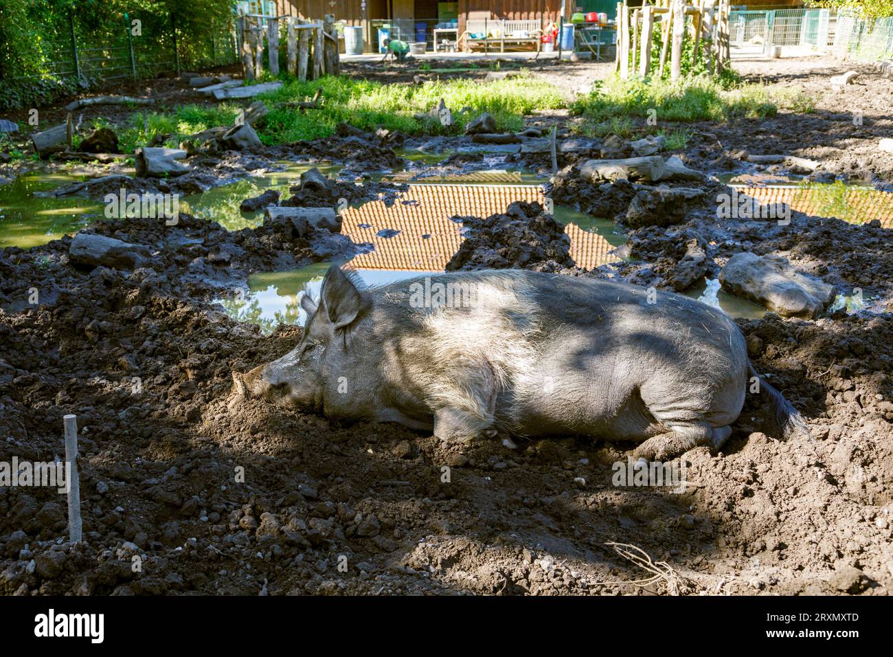 Schwein im Gehege *** Pig in enclosure Stock Photo - Alamy