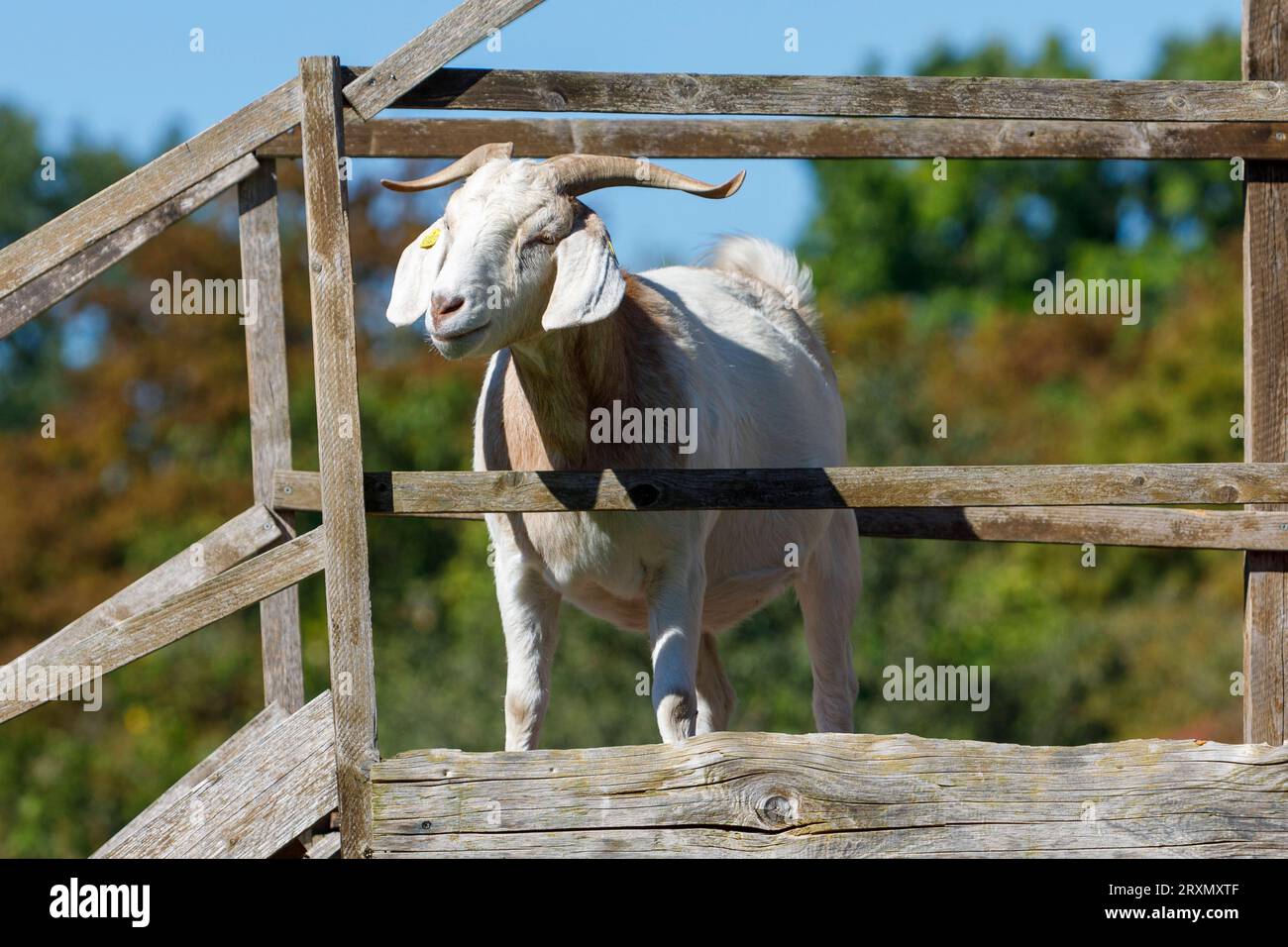 Ziege goat hi-res stock photography and images - Alamy