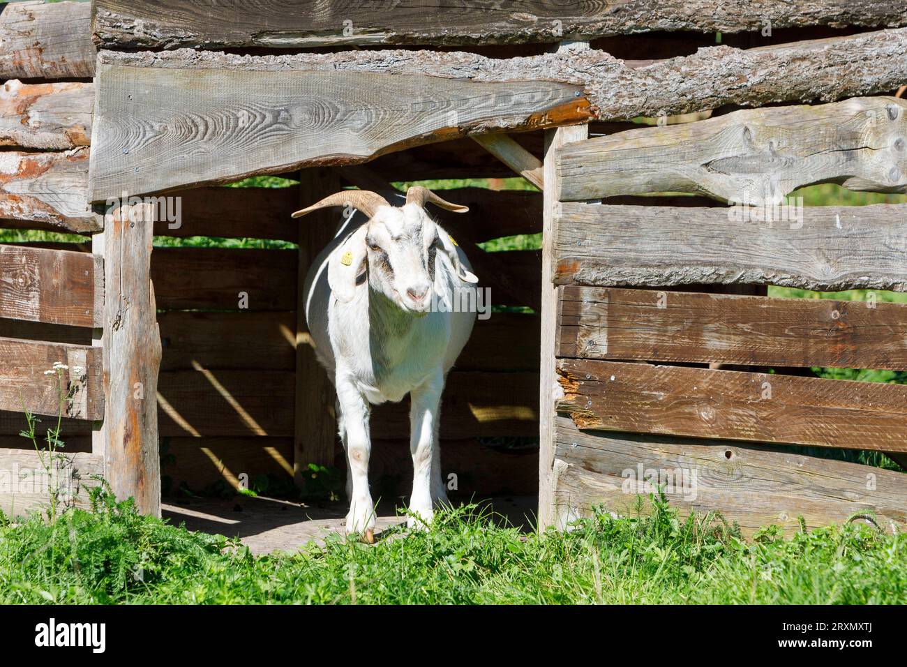 Ziege goat hi-res stock photography and images - Alamy