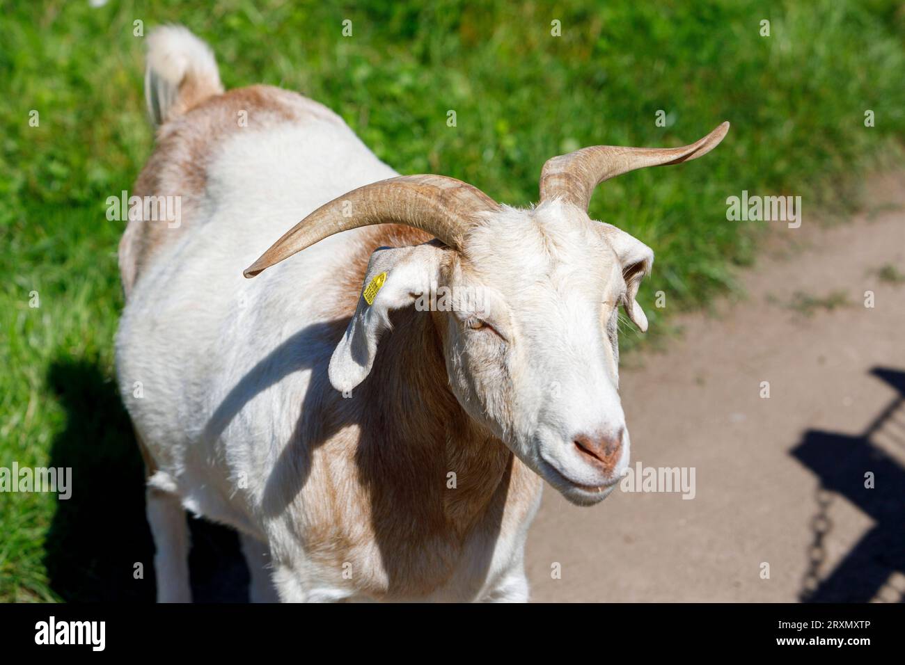 Ziege goat hi-res stock photography and images - Alamy