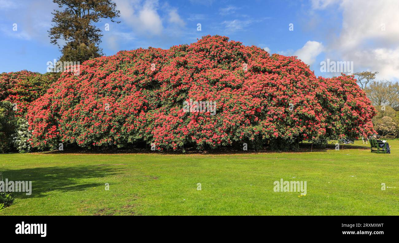 The bright red flowers of a Rhododendron 'Cornish Red' (Rhododendron ...