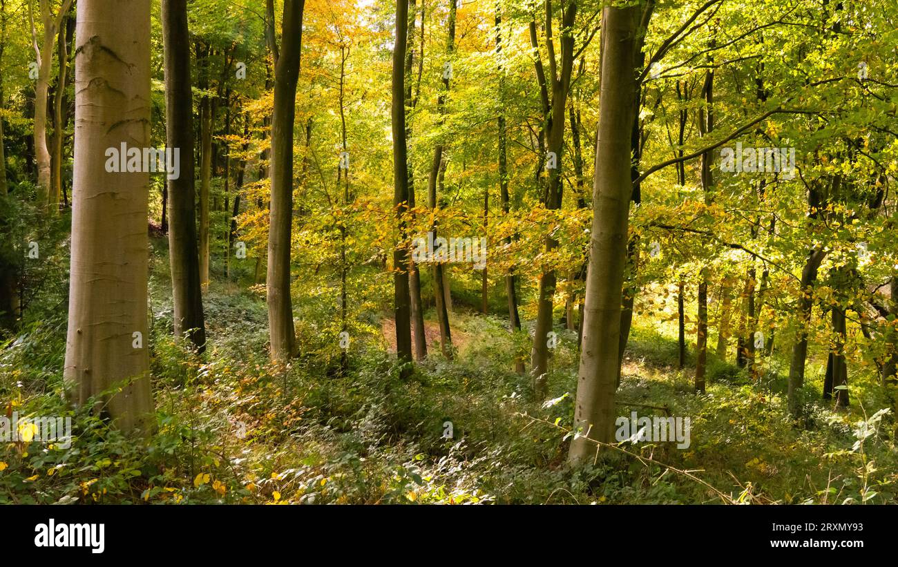 Wytham hi-res stock photography and images - Alamy
