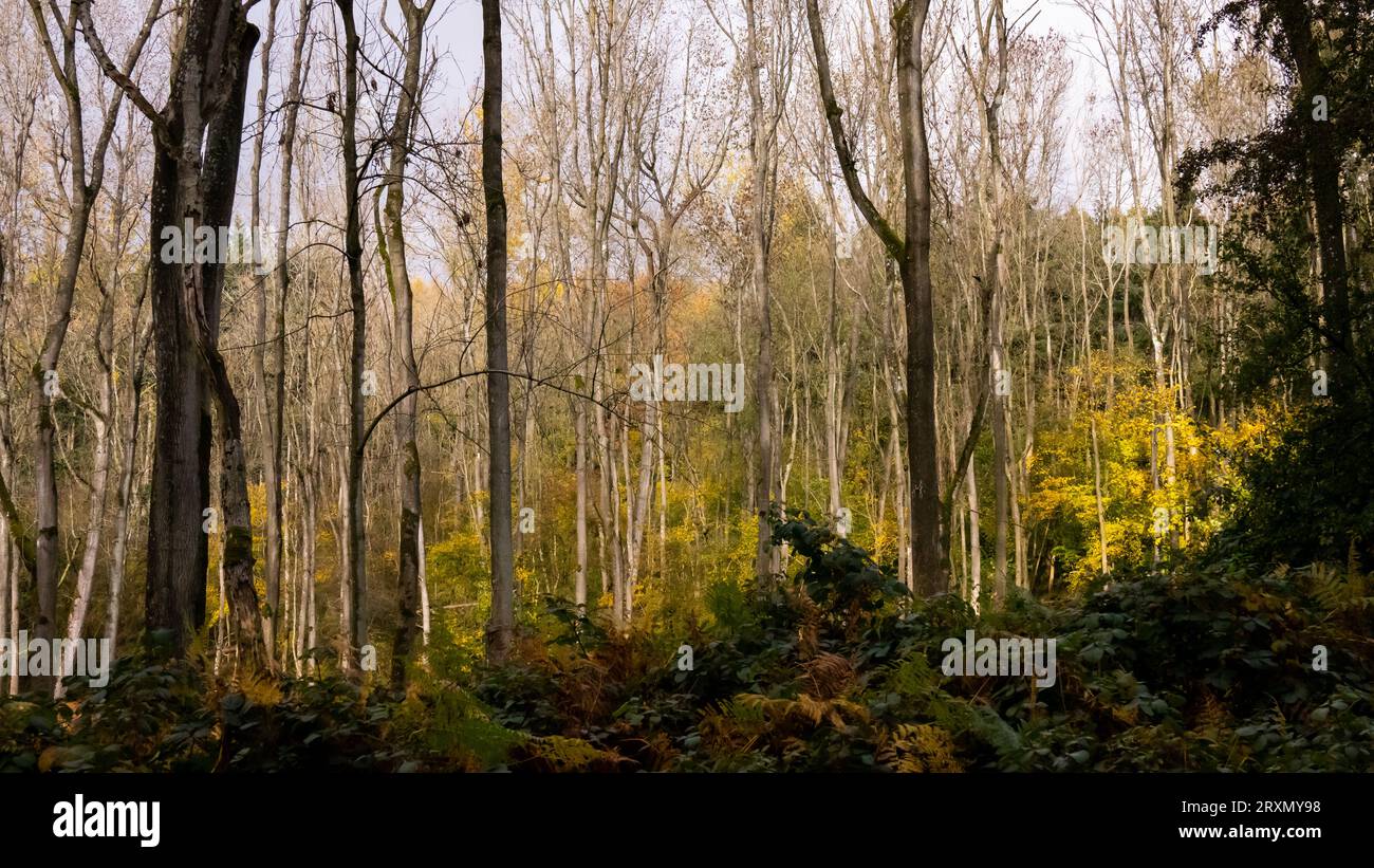 Wytham hi-res stock photography and images - Alamy