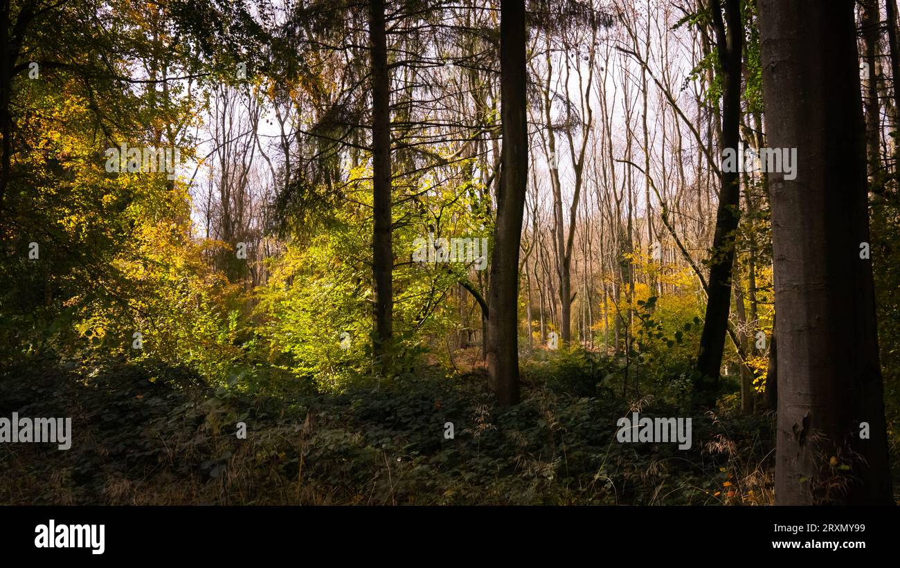 Wytham forest hi-res stock photography and images - Alamy