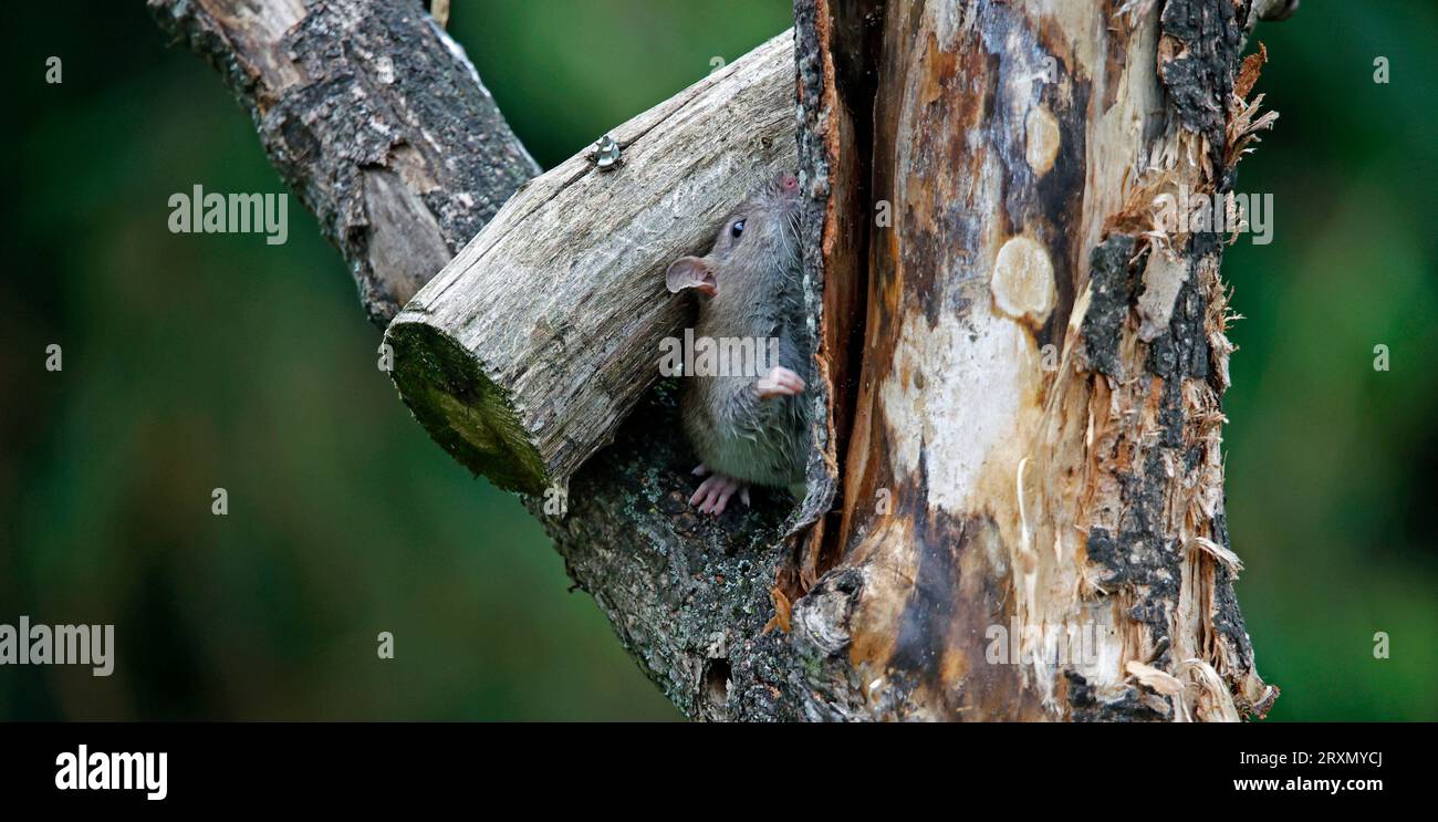 Brown rat image hi-res stock photography and images - Alamy