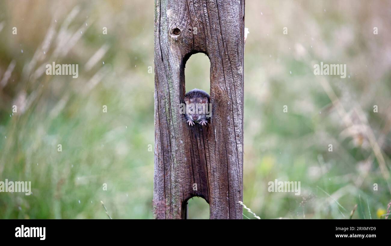 Brown rat pictures hi-res stock photography and images - Alamy
