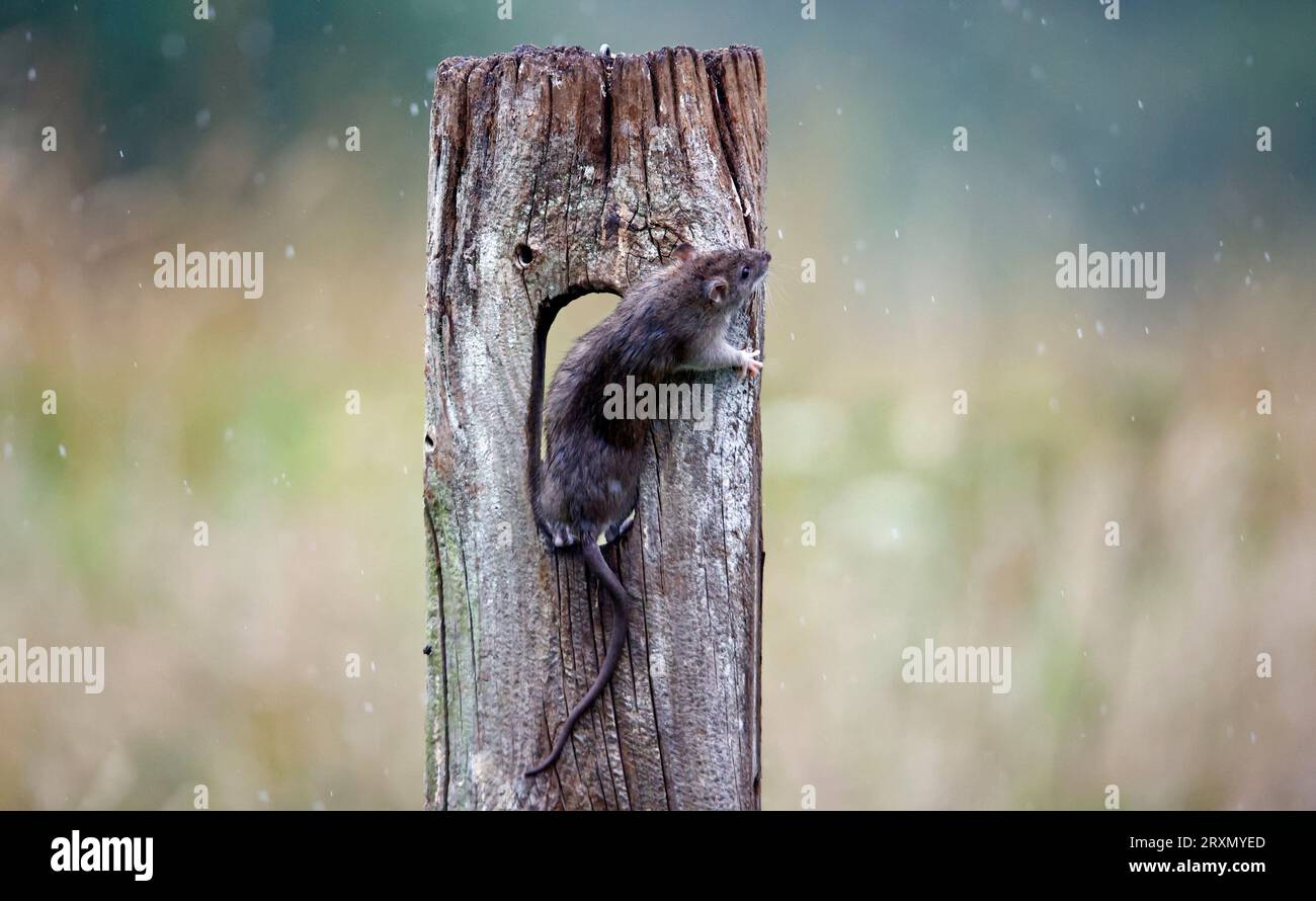 Brown rat uk farm hi-res stock photography and images - Alamy