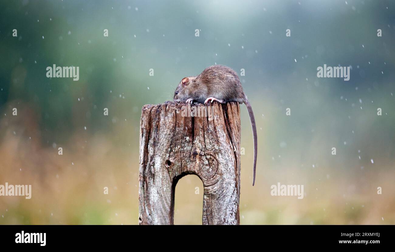 Brown rat pictures hi-res stock photography and images - Alamy