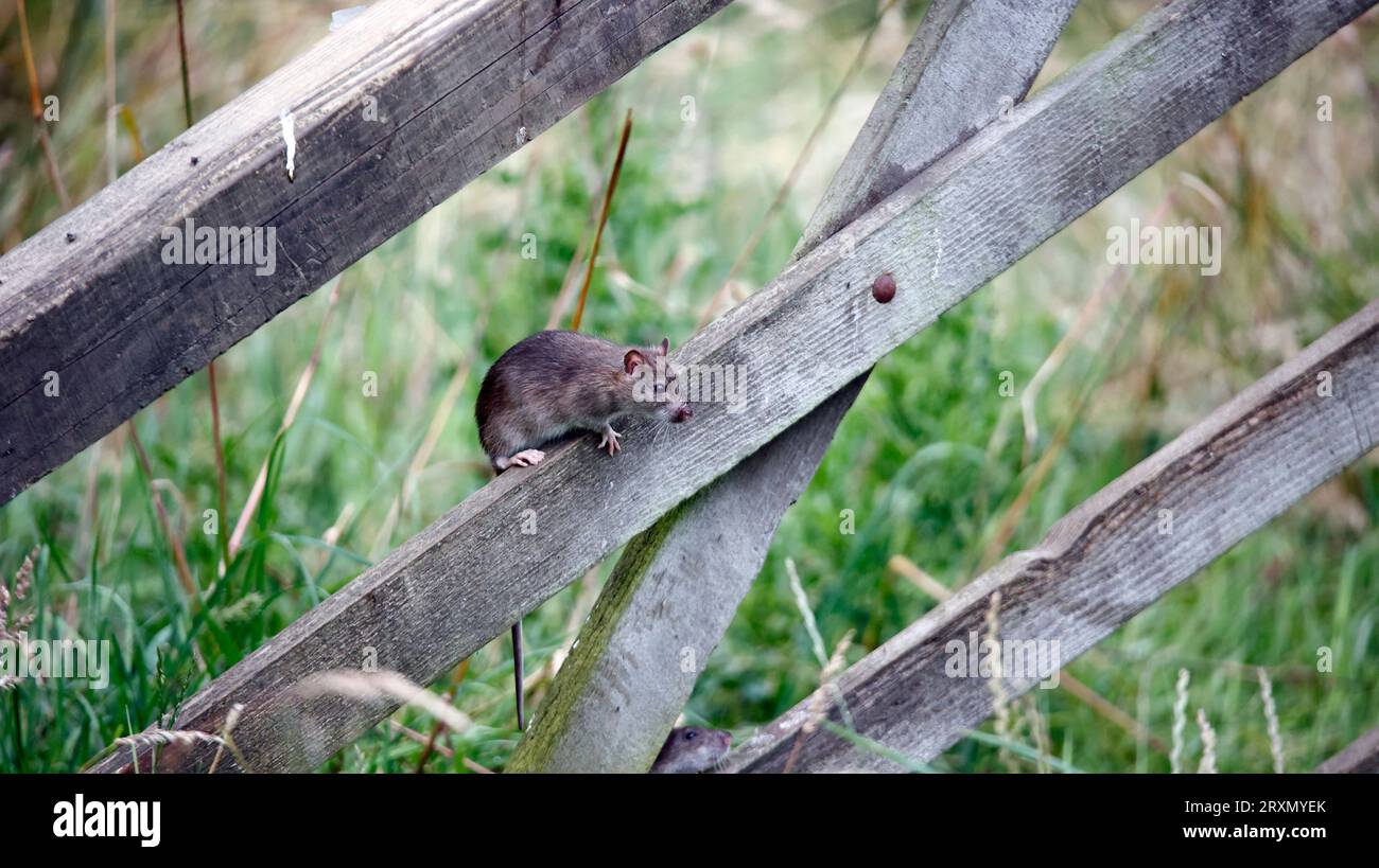 Brown rats down on the farm Stock Photo - Alamy