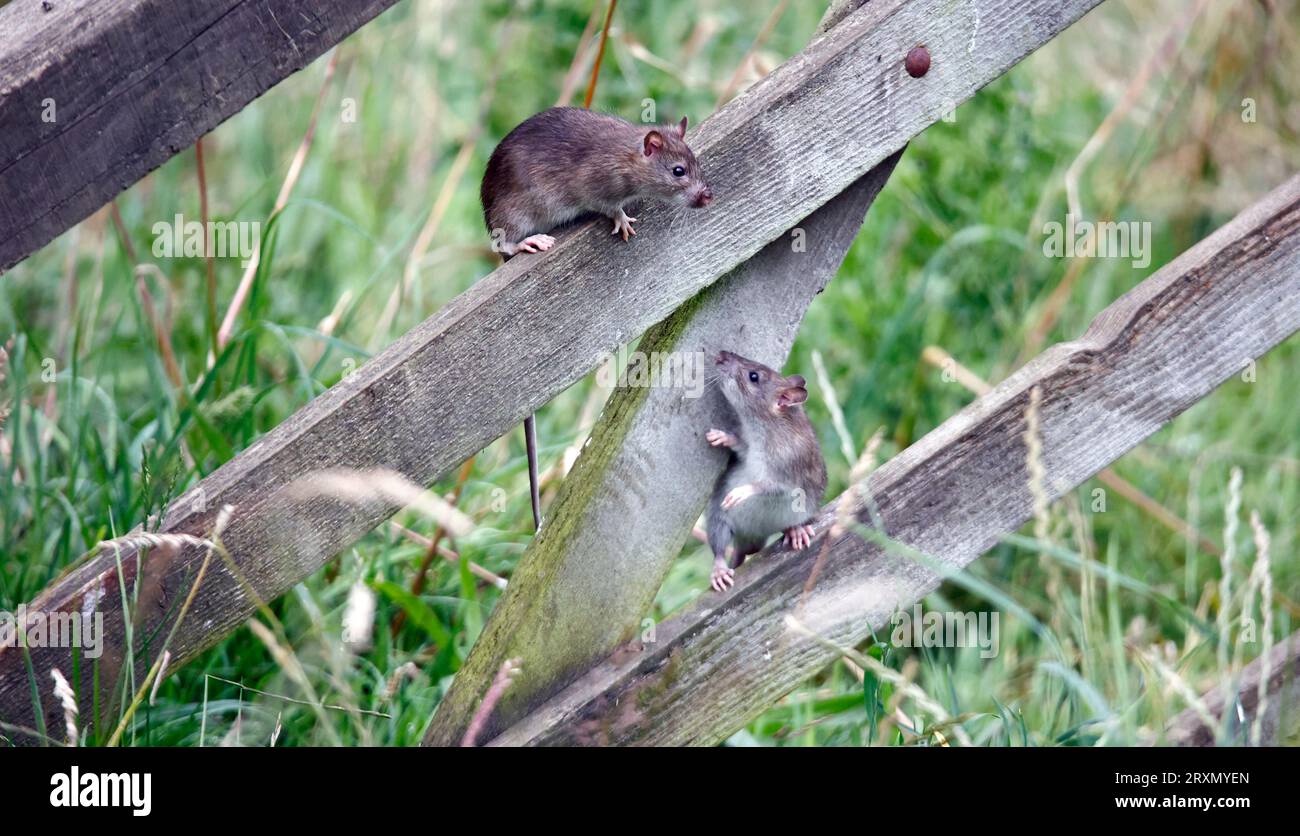 Brown rats down on the farm Stock Photo - Alamy