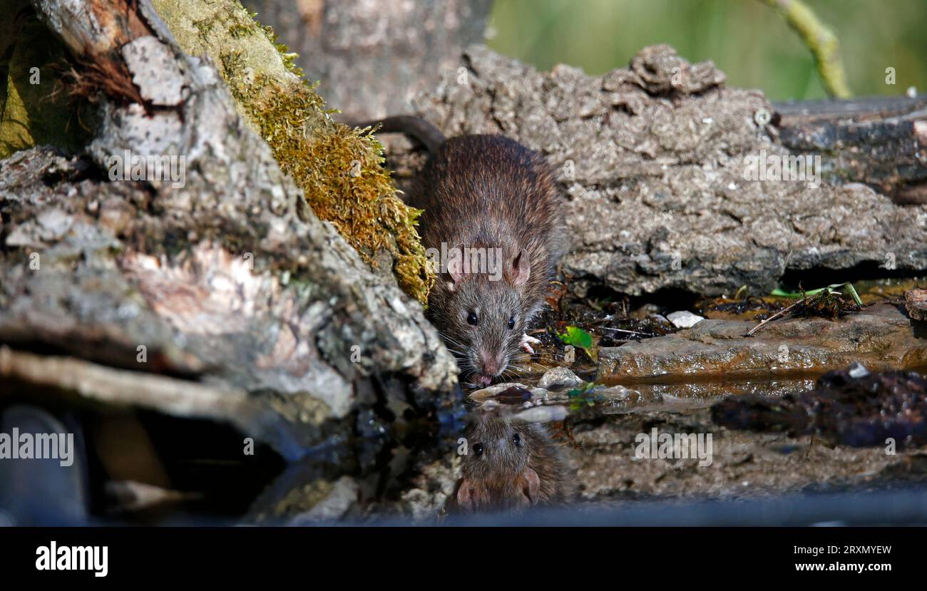 Brown rats down on the farm Stock Photo - Alamy