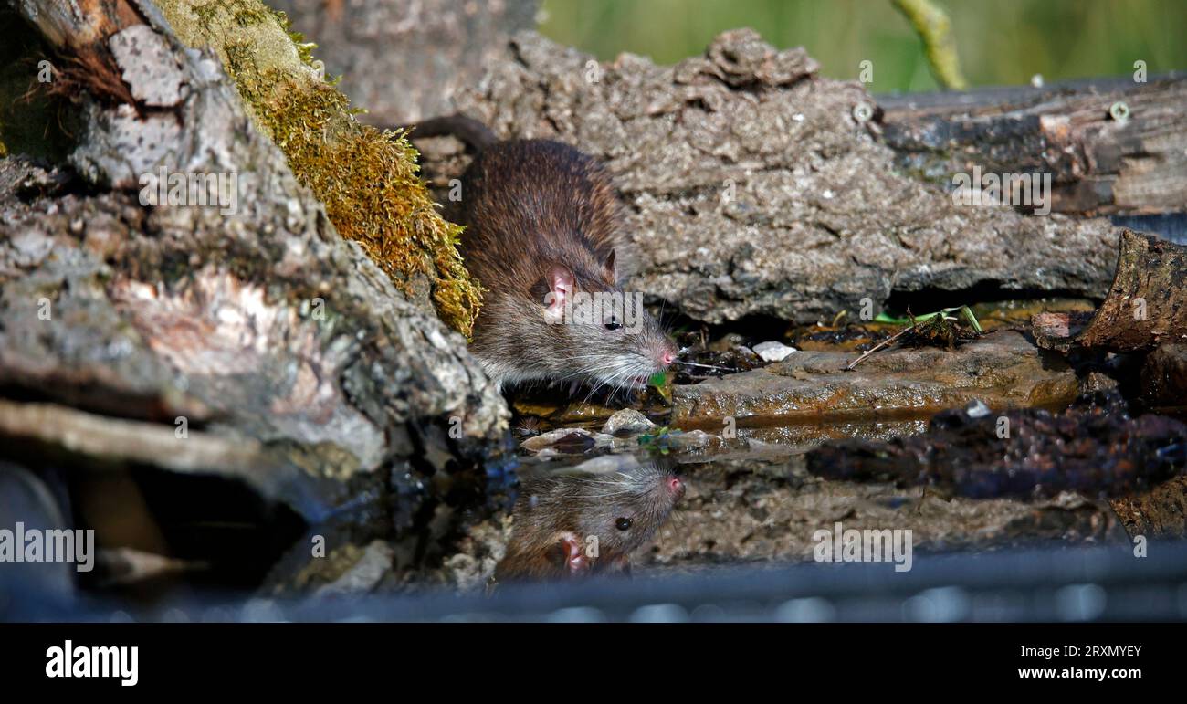 Brown rat uk farm hi-res stock photography and images - Alamy