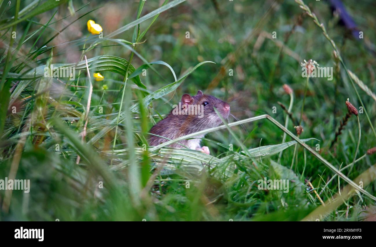 Brown rat uk farm hi-res stock photography and images - Alamy