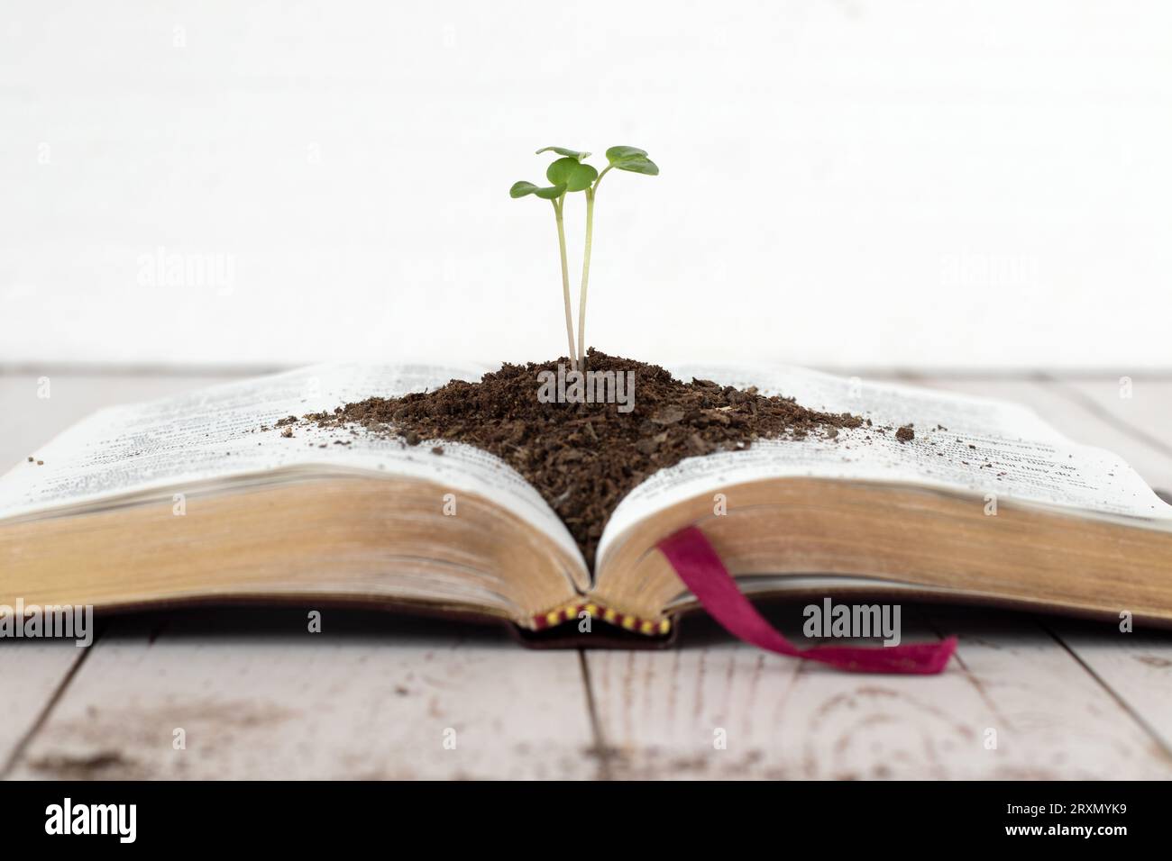 Mustard seed plant growing in soil on top of open holy bible book. Copy ...