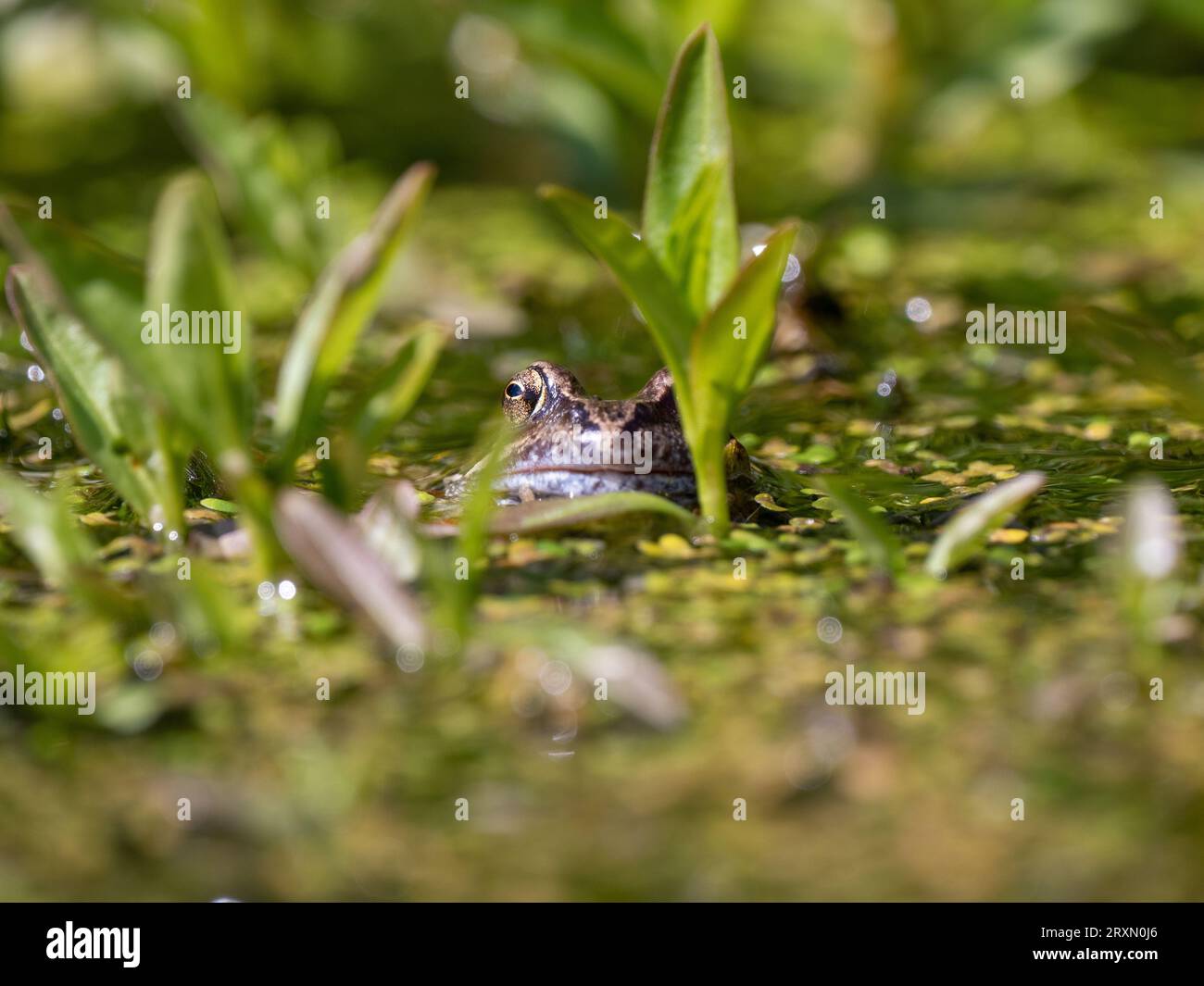 Common Frog Head in an Irban Poond Stock Photo - Alamy