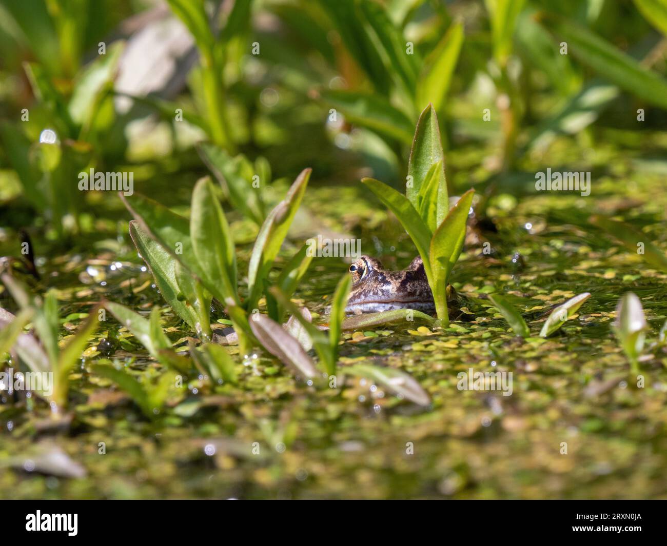 Common Frog Head in an Irban Poond Stock Photo - Alamy