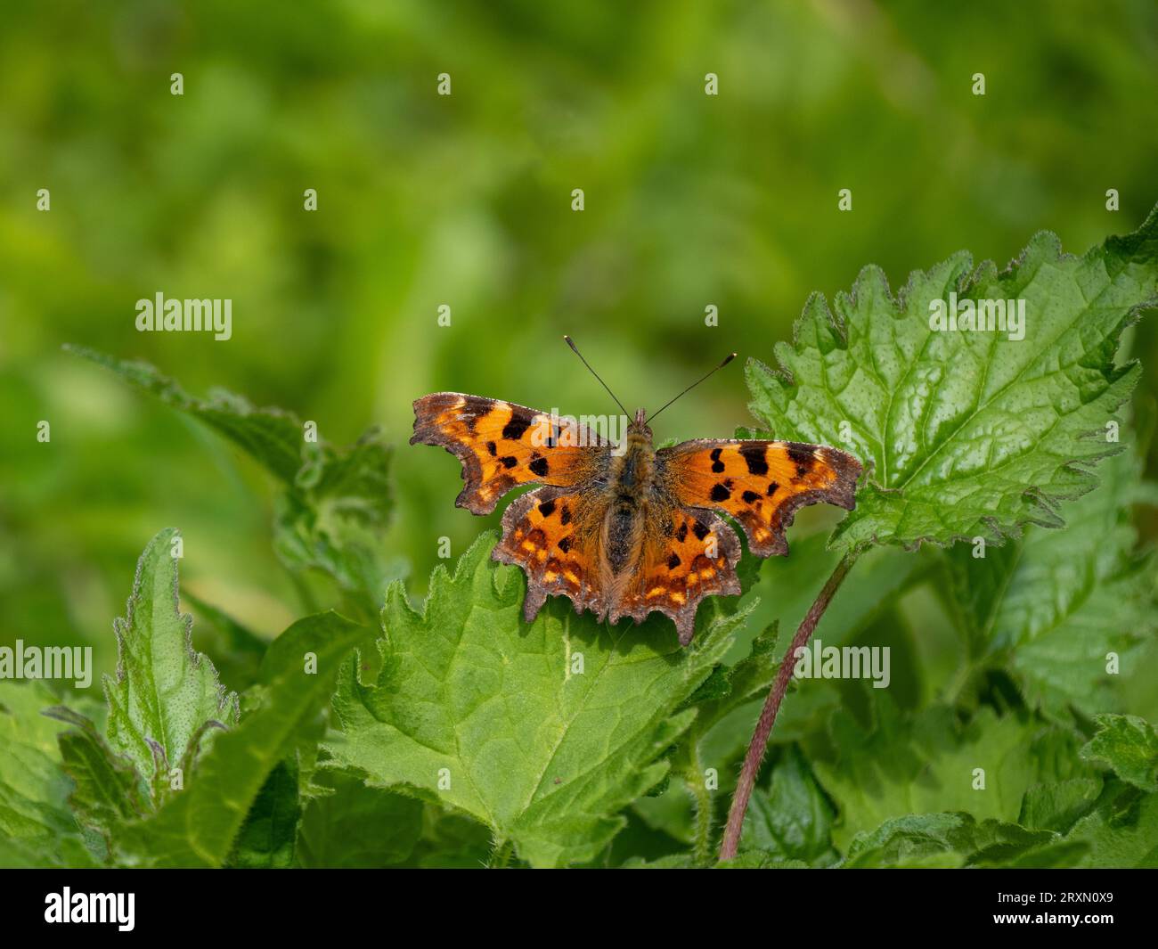 Comma Butterfly Resting with Wings Open Stock Photo - Alamy