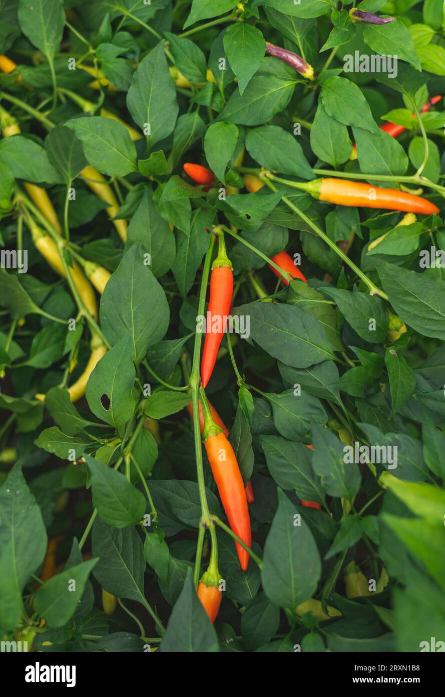 Homegrown chilli peppers in village farm on late summer Stock Photo - Alamy
