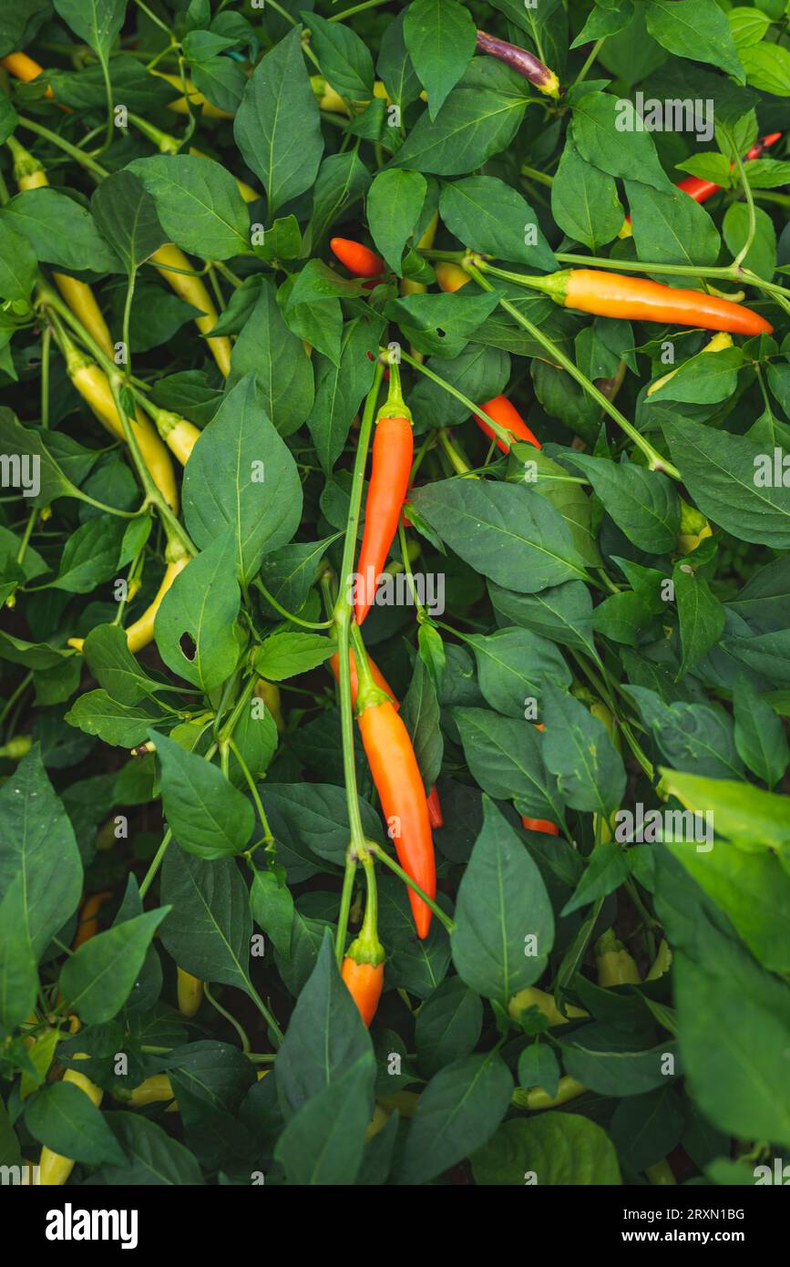 Homegrown chilli peppers in village farm on late summer Stock Photo - Alamy