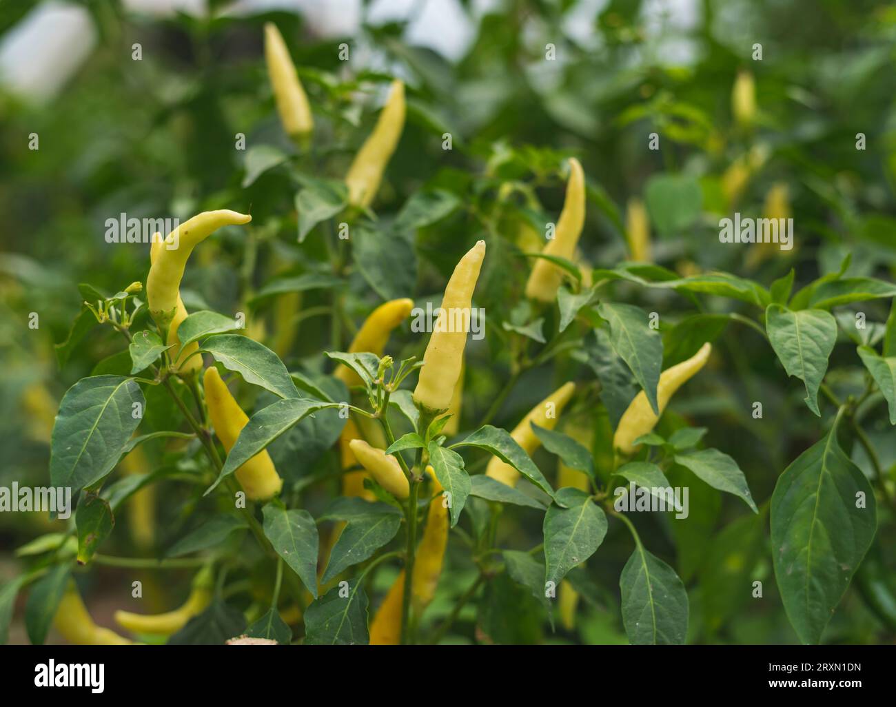 Homegrown chilli peppers in village farm on late summer Stock Photo - Alamy