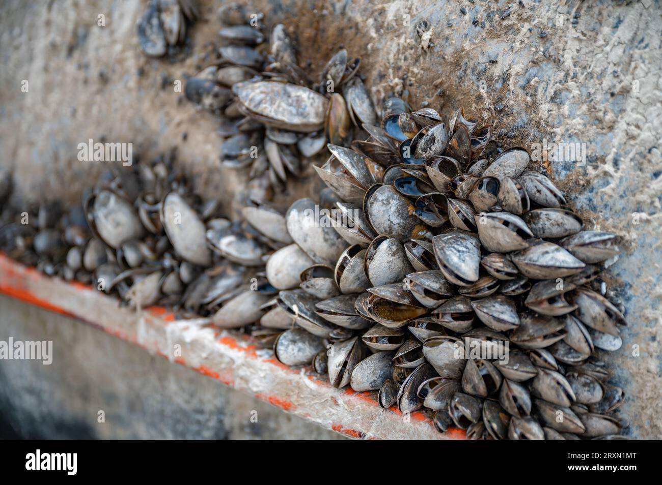 Opened shells attached to a ship at the harbor, Seydisfjordur, Iceland ...