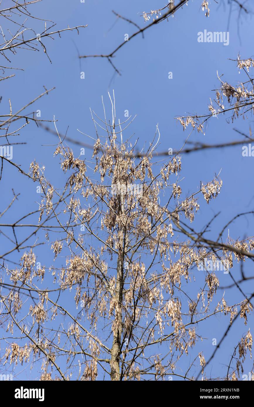 Tall maples hi-res stock photography and images - Alamy