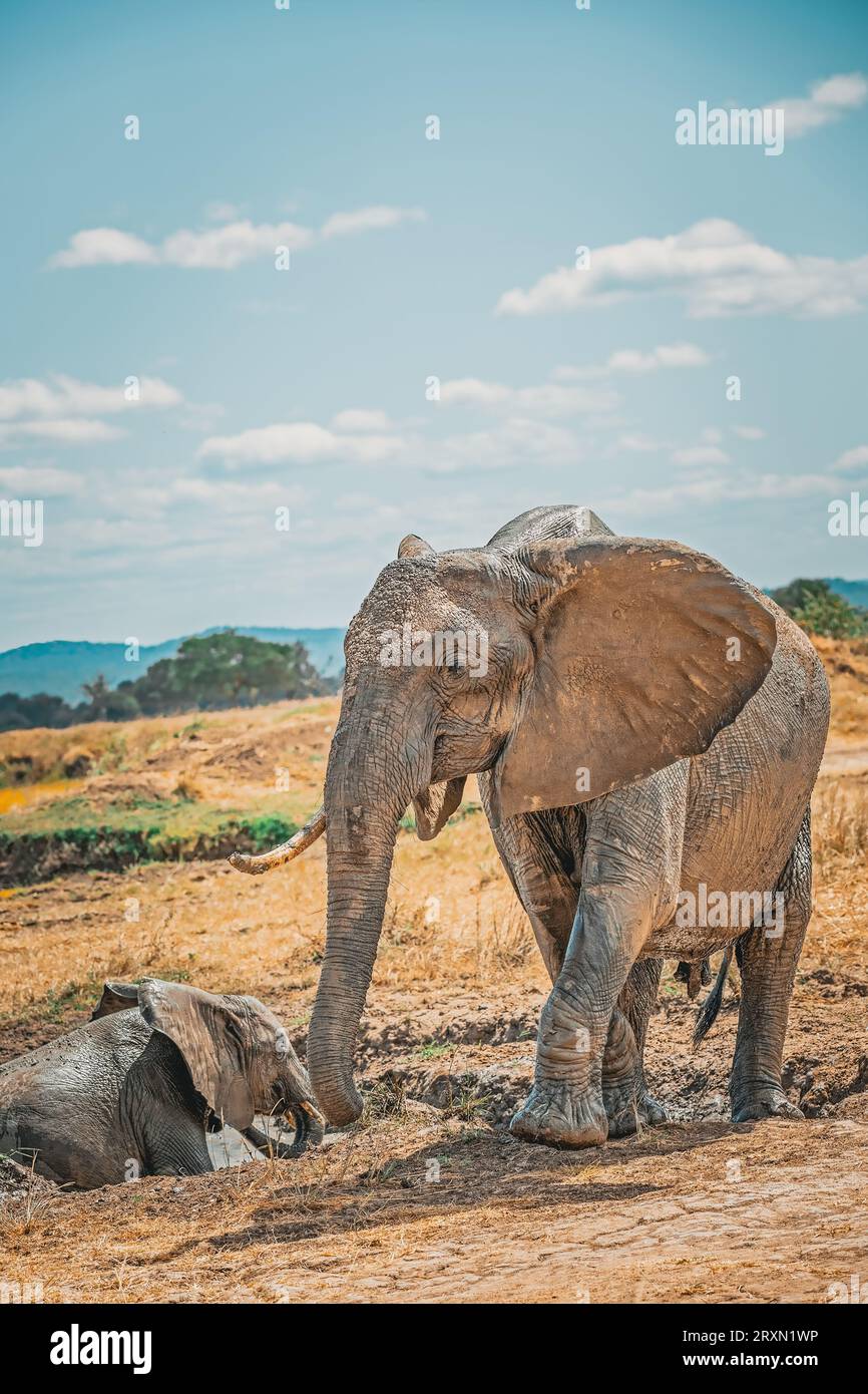 African Elephants in the wild Stock Photo - Alamy