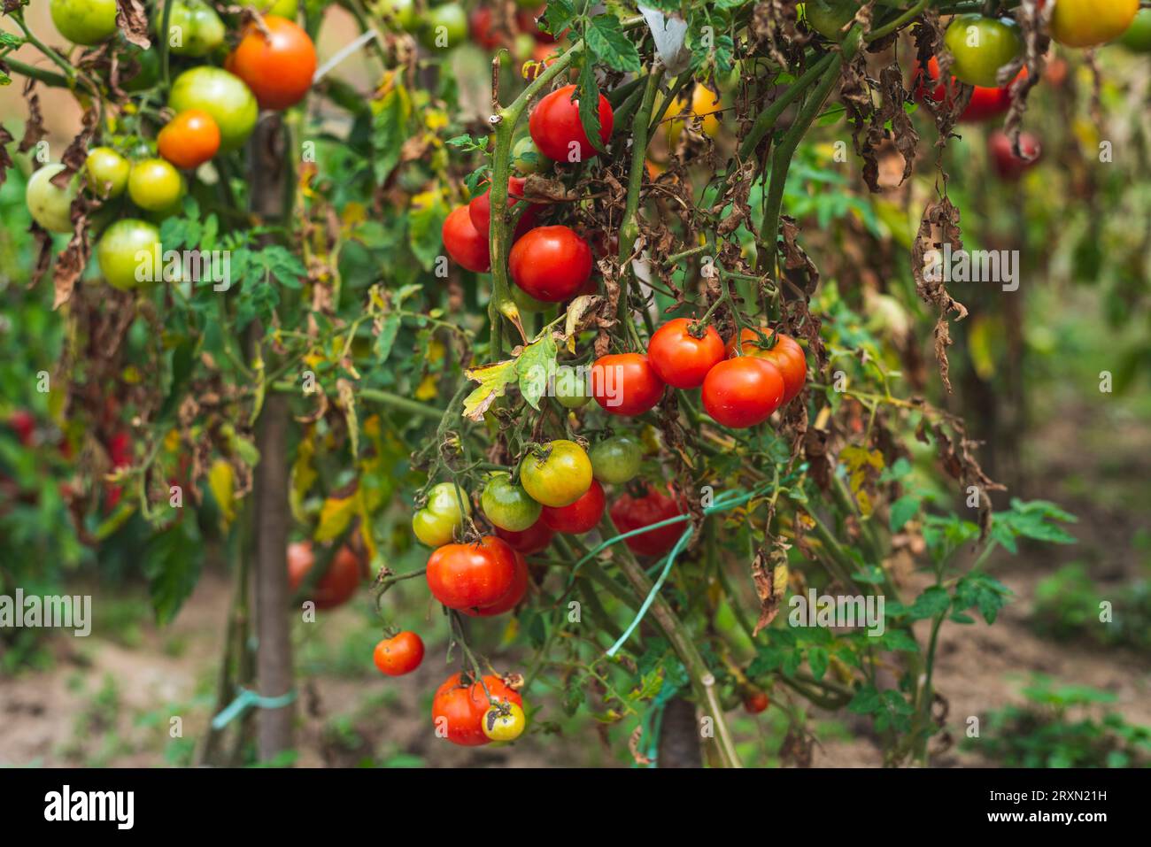 Homegrown tomatoes in village farm on late summer Stock Photo - Alamy