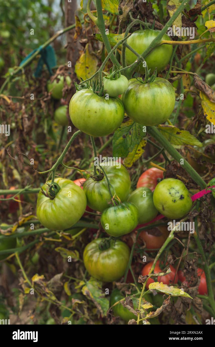 Late summer produce hi-res stock photography and images - Alamy