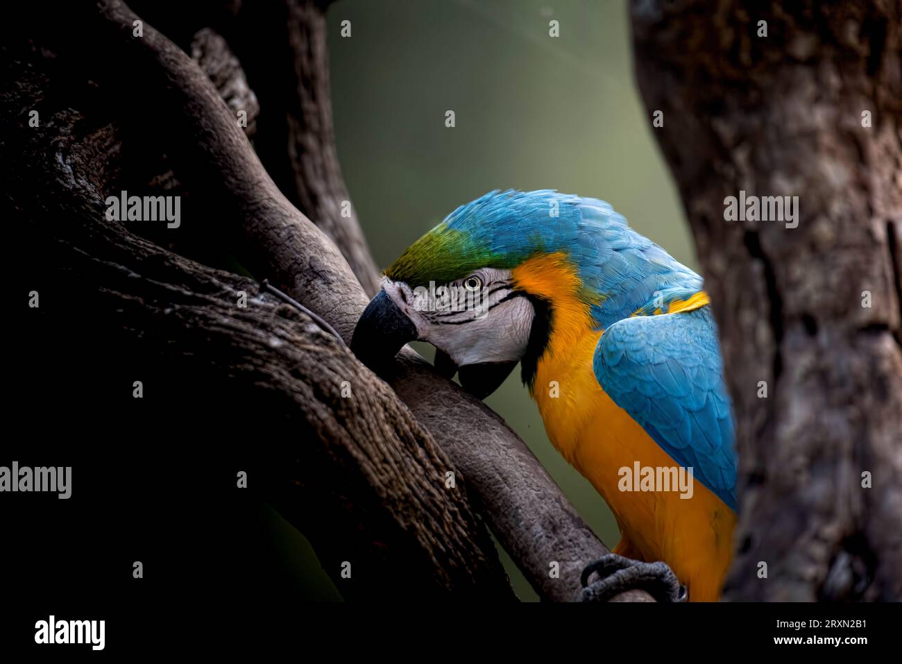 the parrot's gaze Stock Photo - Alamy