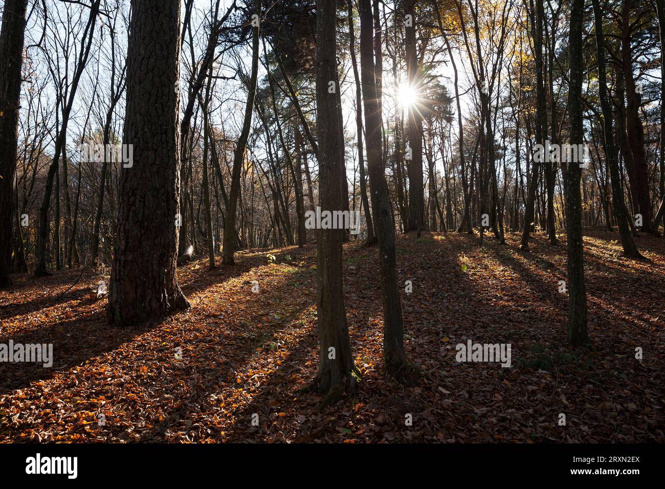 trees in the autumn season in sunny weather before sunset, illuminated ...