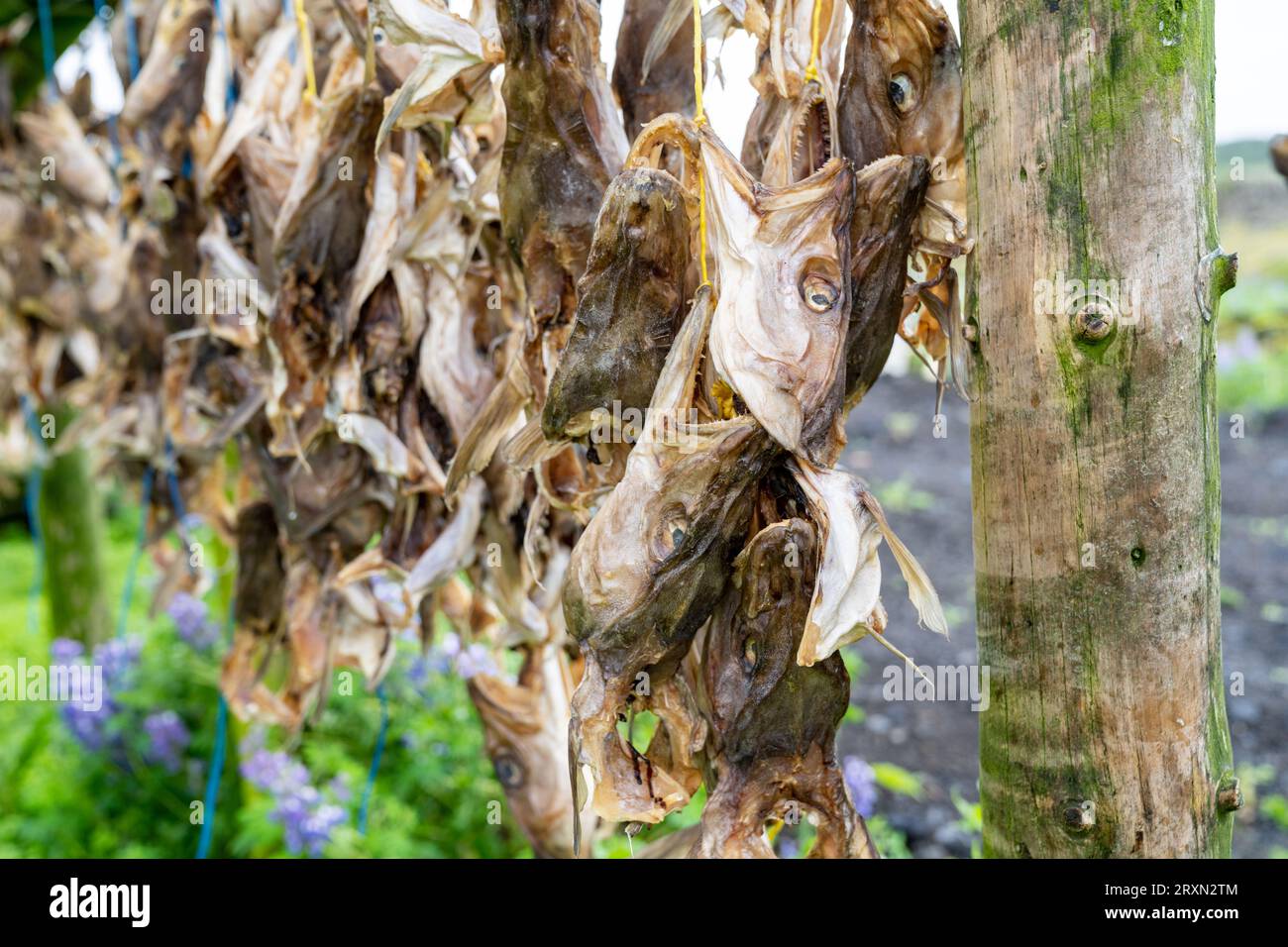 Ghana dried fish hi-res stock photography and images - Alamy