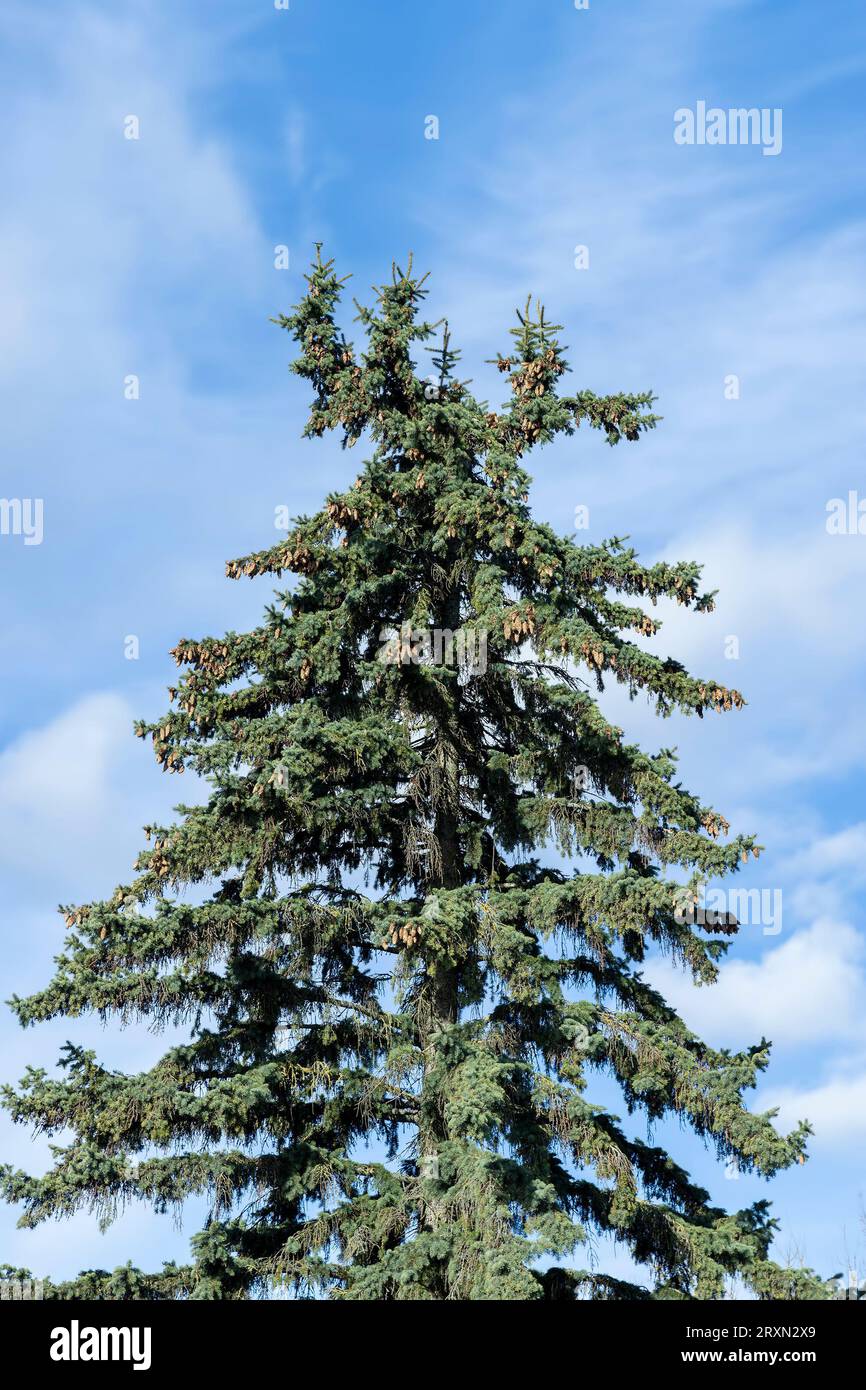 evergreen conifers in the spring season, the beginning of spring in the ...