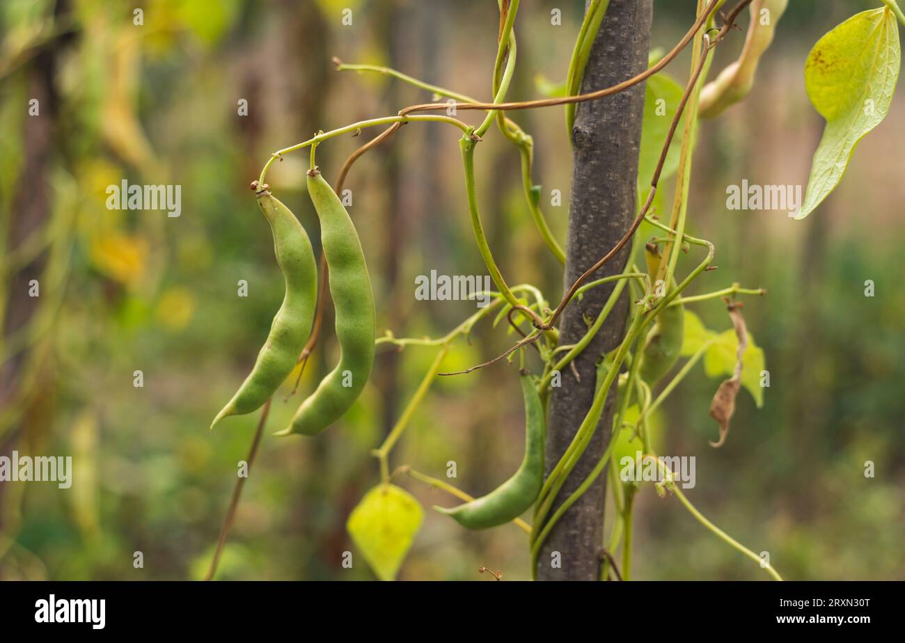 Homegrown beans in village farm on late summer Stock Photo - Alamy