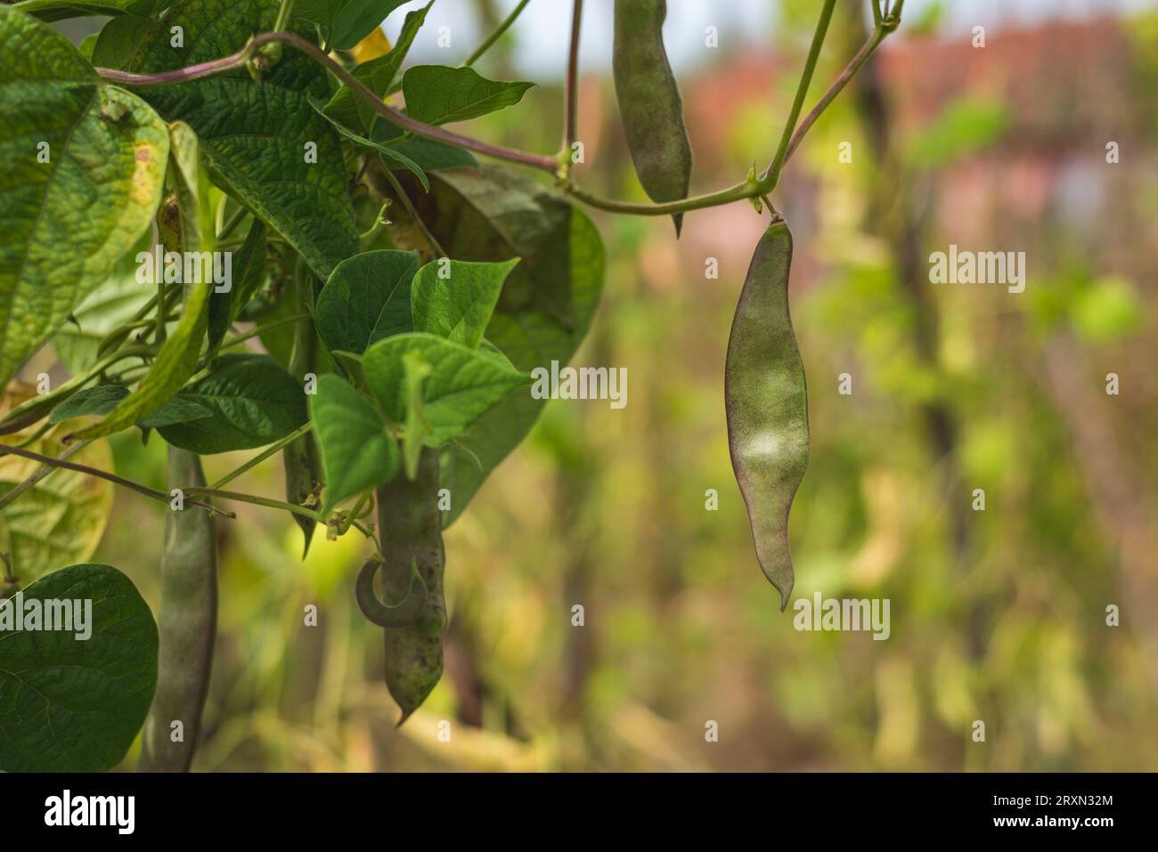 Homegrown beans in village farm on late summer Stock Photo - Alamy