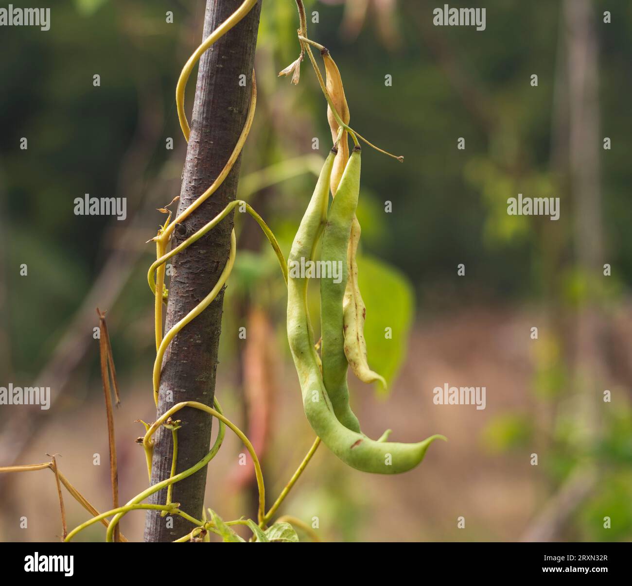 Homegrown beans in village farm on late summer Stock Photo - Alamy