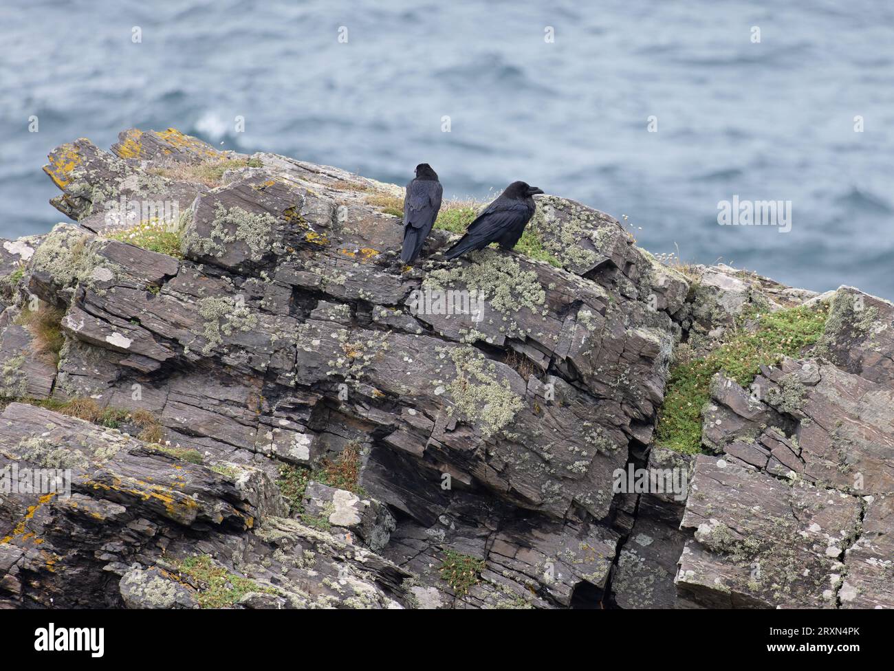Northern Raven (Corvus corax) Cornwall August 2023 Stock Photo - Alamy