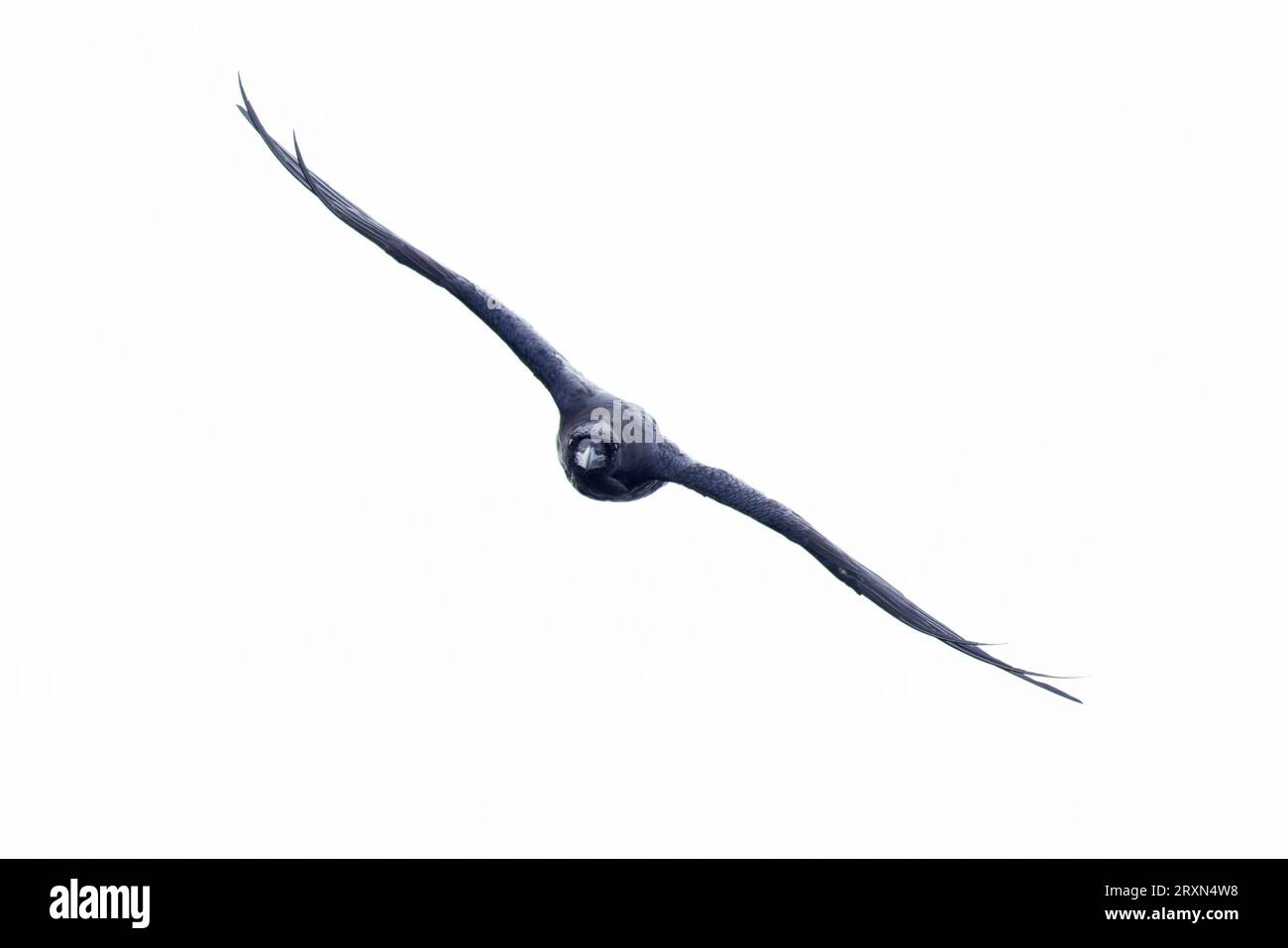 Northern Raven (Corvus corax) Cornwall August 2023 Stock Photo - Alamy