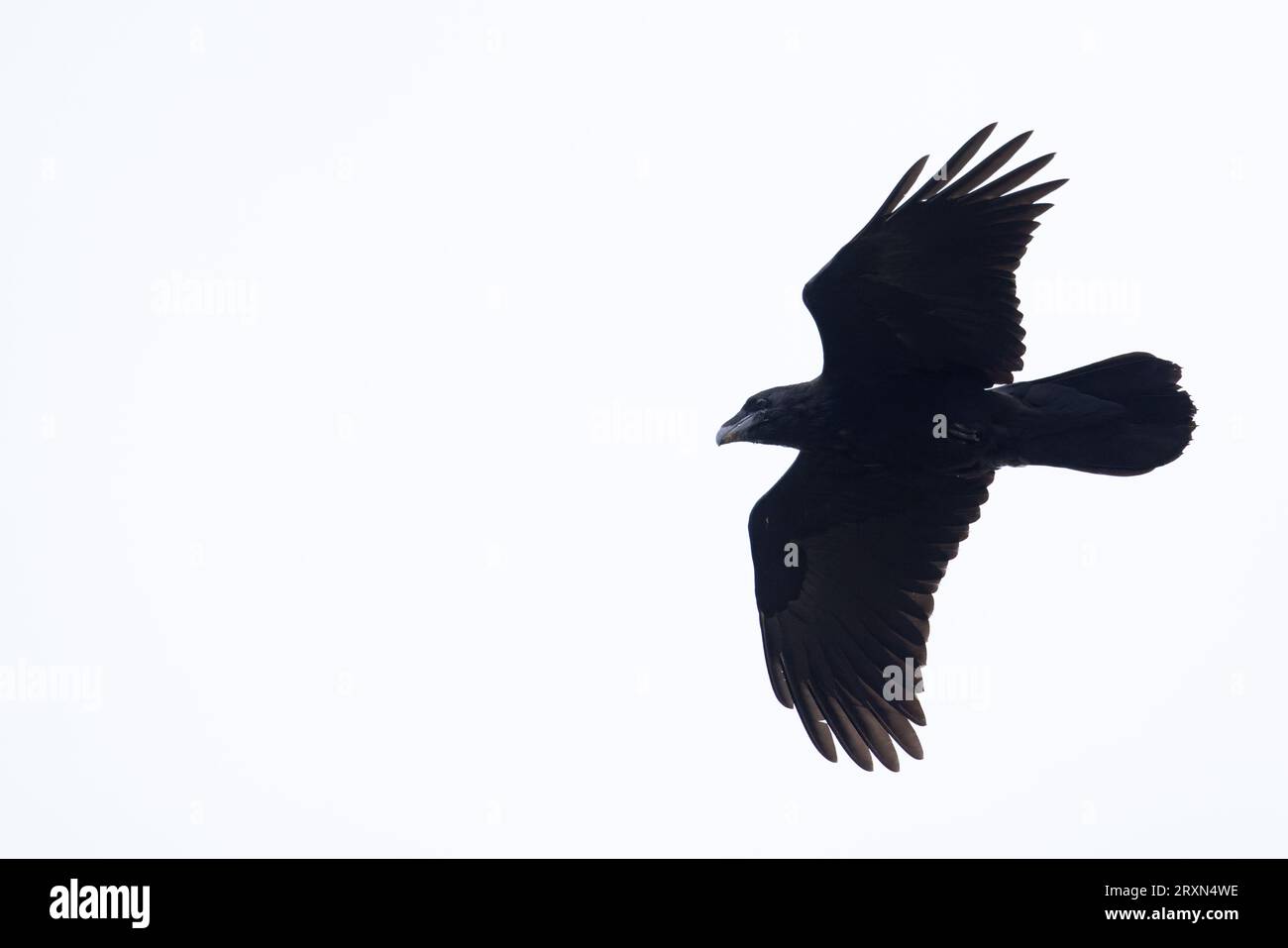 Northern Raven (Corvus corax) Cornwall August 2023 Stock Photo - Alamy