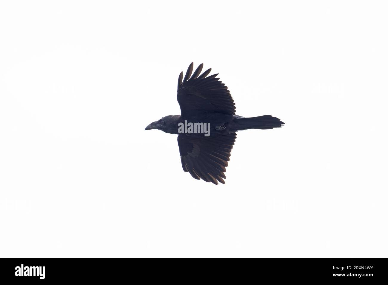 Northern raven crow Cut Out Stock Images & Pictures - Alamy